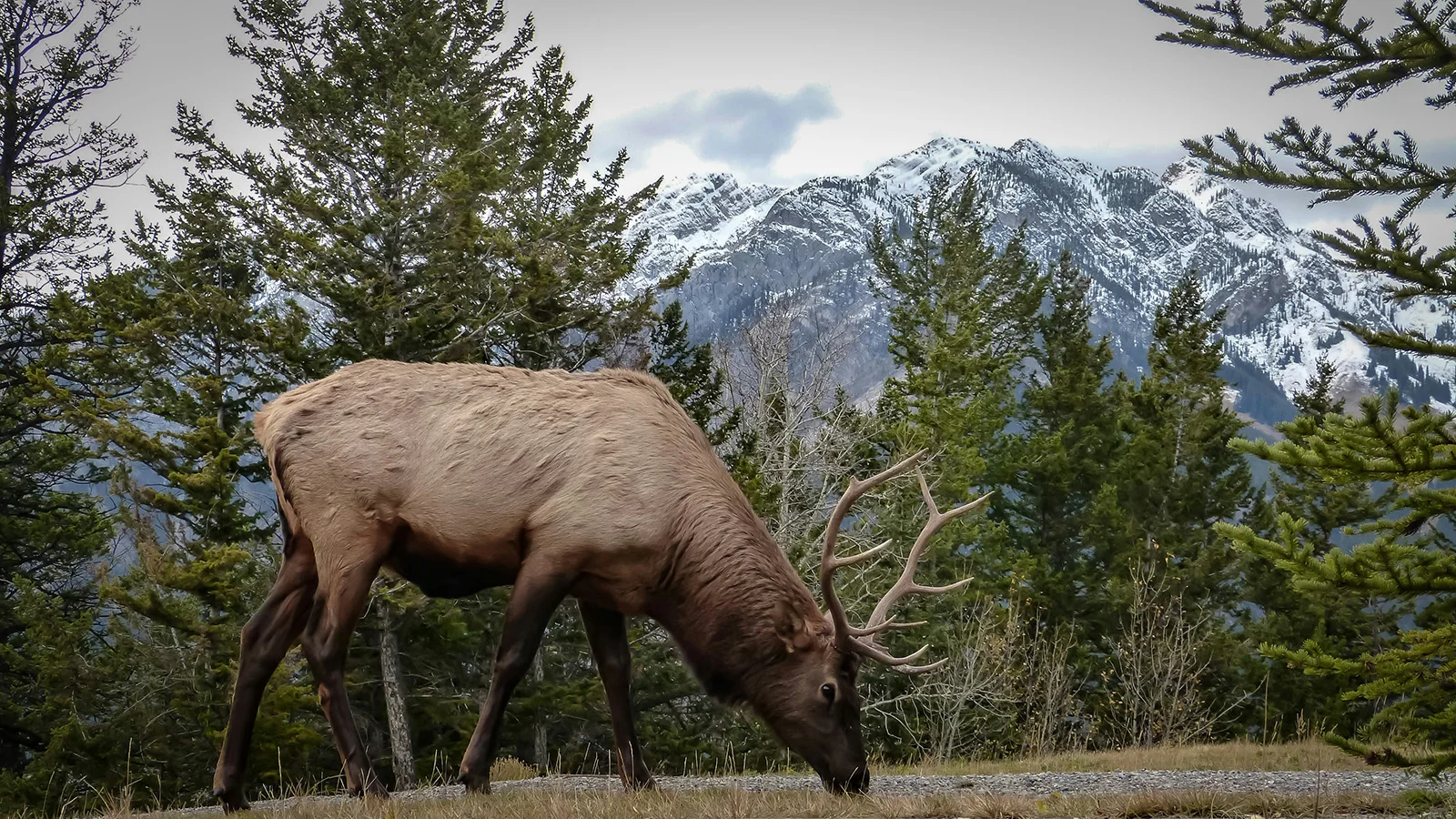 Wildlife Watching in Canmore: A Guide - Canmore Adventures